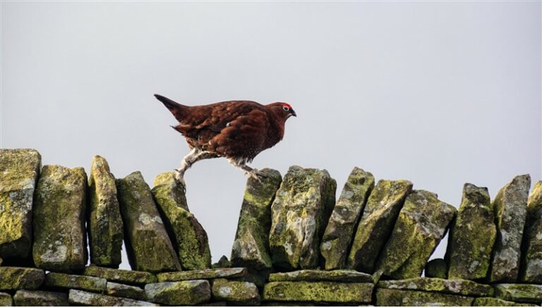 Curious Objects: Grouse Claw Kilt Pins – Kim's Curios